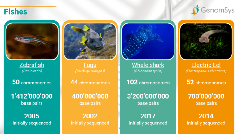 GenomSys - World DNA Day – The DNA of mammals, reptiles and fishes